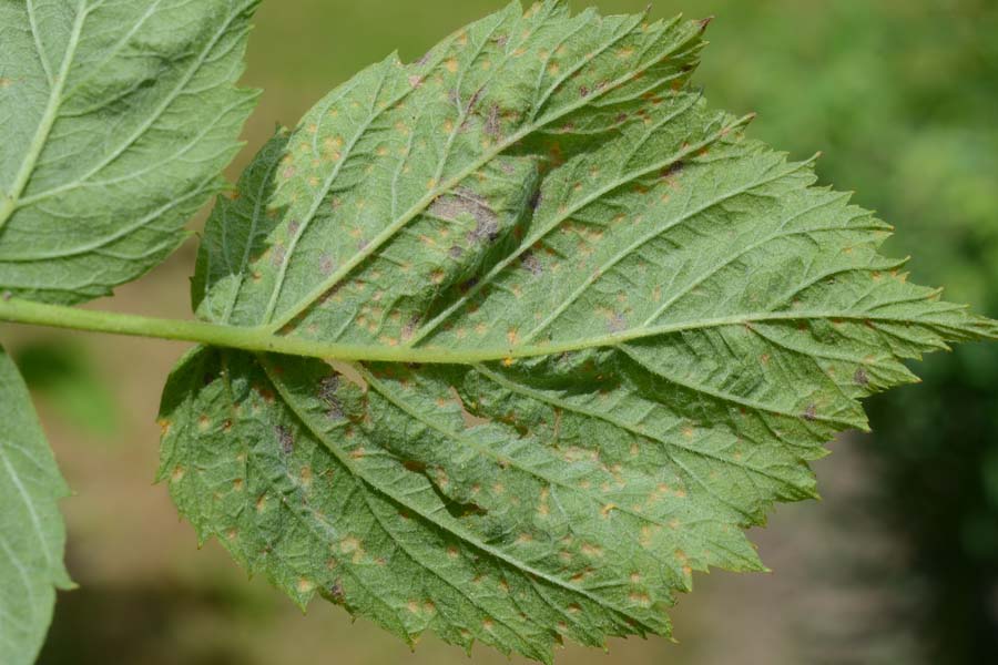Himbeerrost (Phragmidium rubi-idaei)
