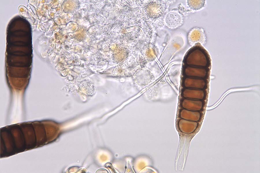 Himbeerrost (Phragmidium rubi-idaei)