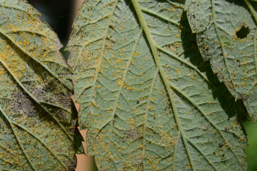 Himbeerrost (Phragmidium rubi-idaei)