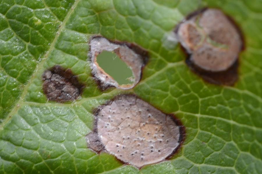 Phoma-Blattfleckenkrankheit