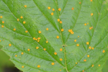 Himbeerrost (Phragmidium rubi-idaei)